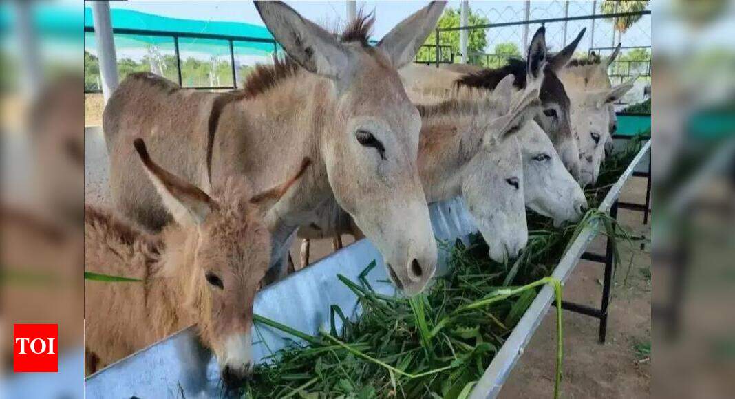 Donkeys 'more valuable than gold' in Gaza as fuel runs out - Times of India
