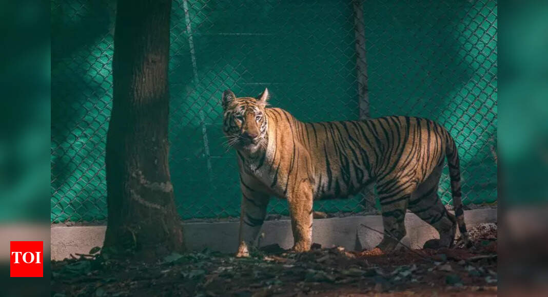 Tigress Zeenat Released into Similipal: A New Era for Tiger ...