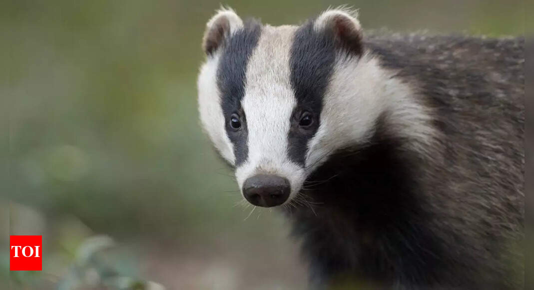 THIS animal is even feared by lions and hyenas - Times of India