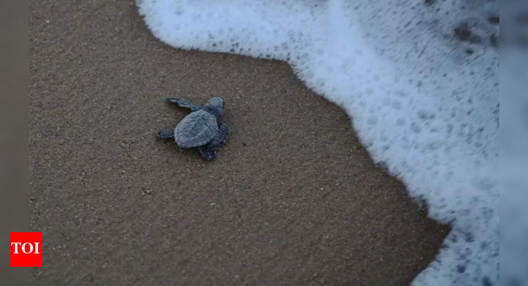 Karnataka Forest Department Expands Olive Ridley Turtle Conservation ...