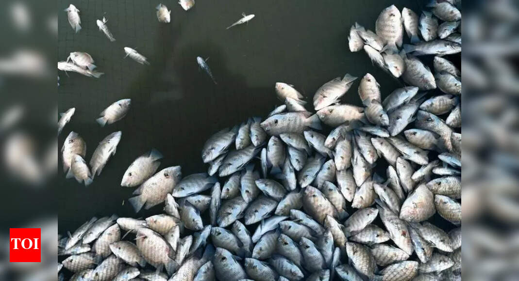 NGT Takes Action on Periyar Fish Kill: Pollution Report Unveiled ...