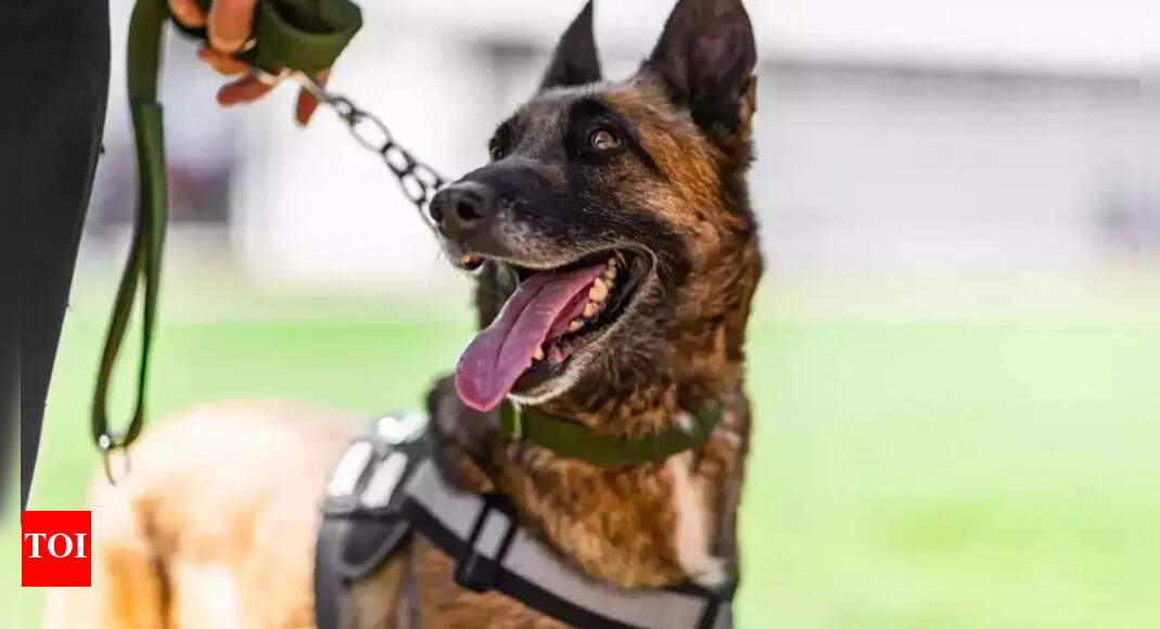 Mulugu police K9 dog Scamper, key to LWE operations, dies after illness ...