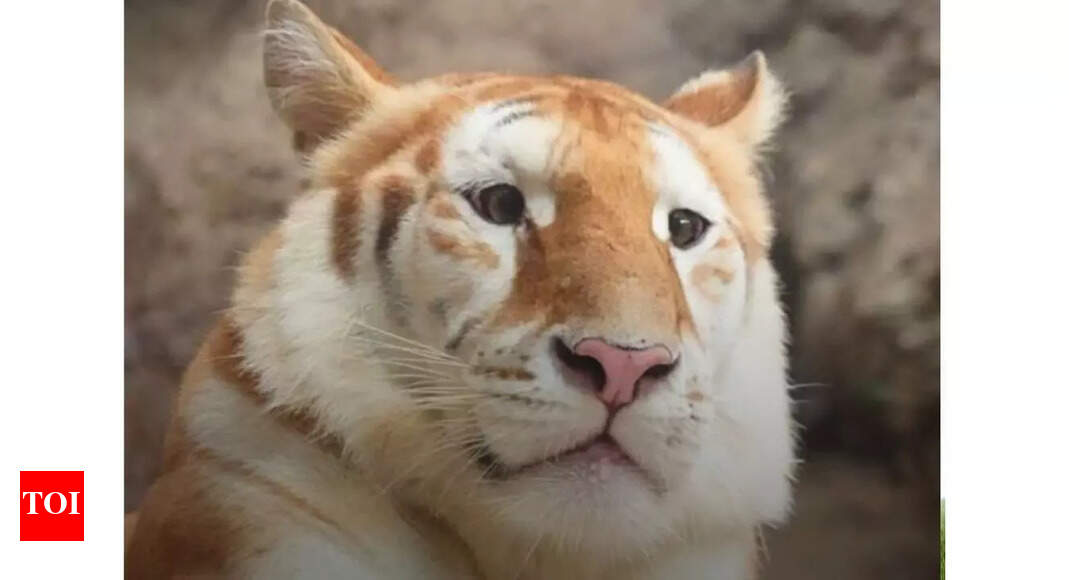 After Moo deng meet Ava-the golden tiger and know why it is making ...