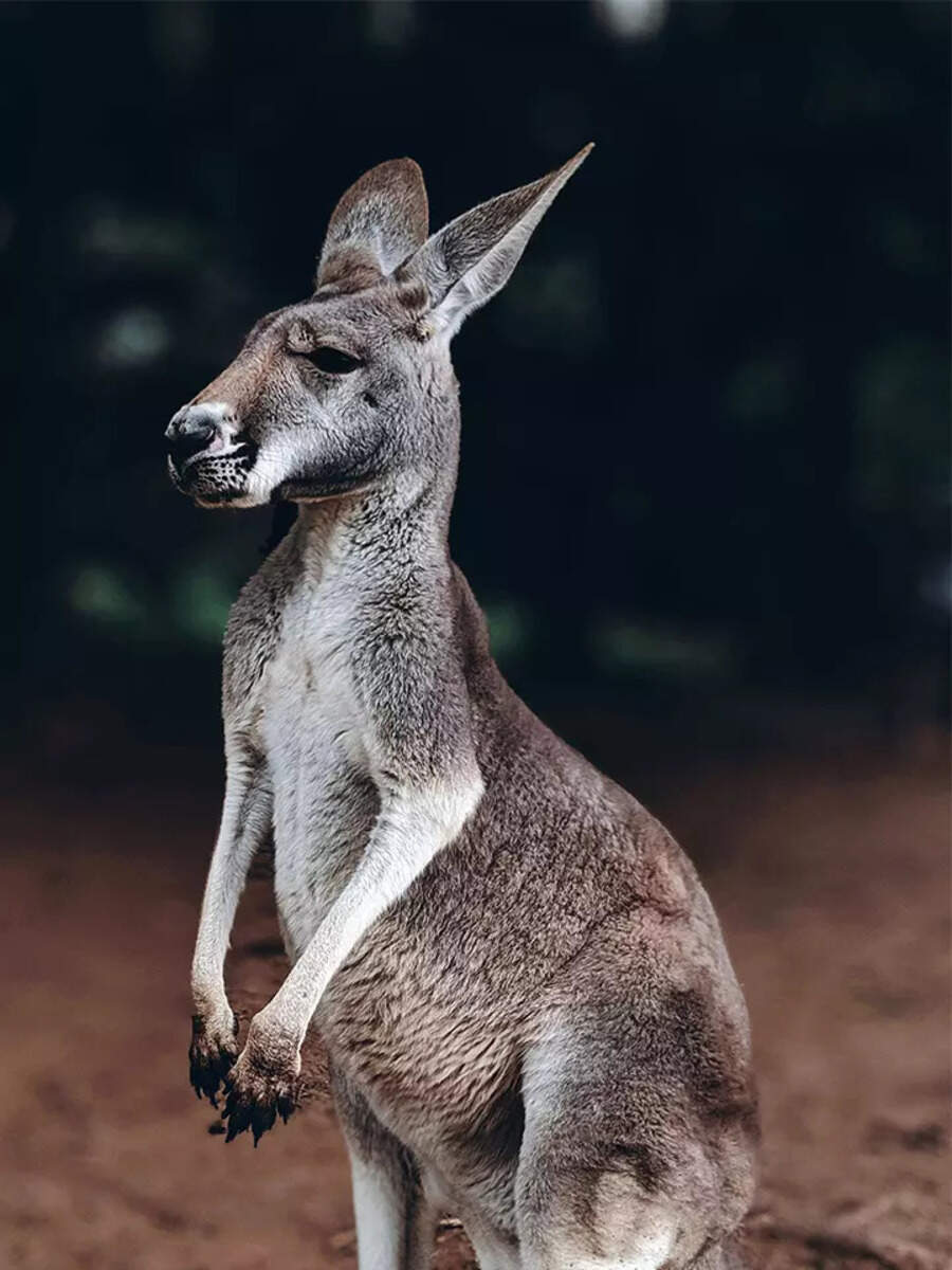 9 unique facts about kangaroos | Times of India