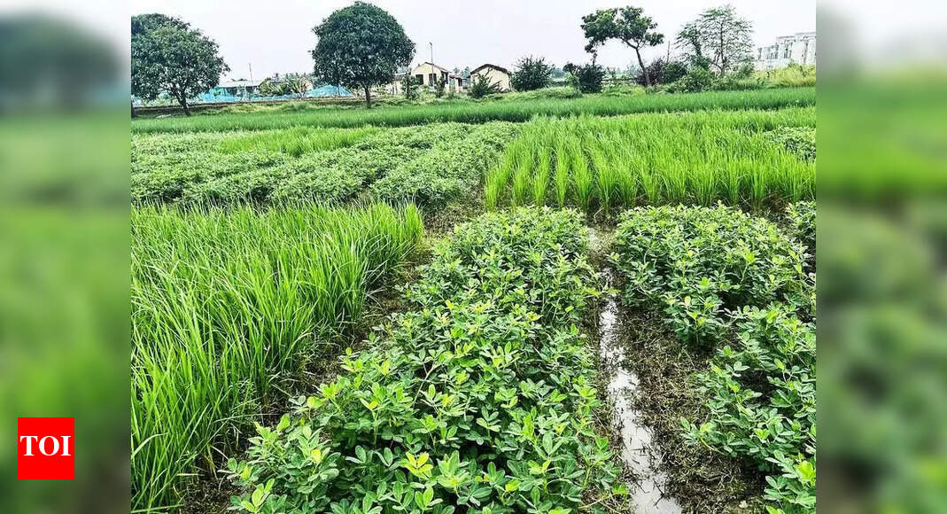 Revolutionary Dual Cropping System by BAU Enhances Sustainable Farming ...