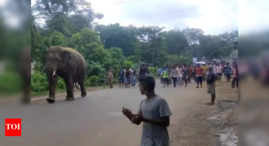 Over 668 Lives Lost in Tragic Elephant Attacks in Odisha Over Three ...