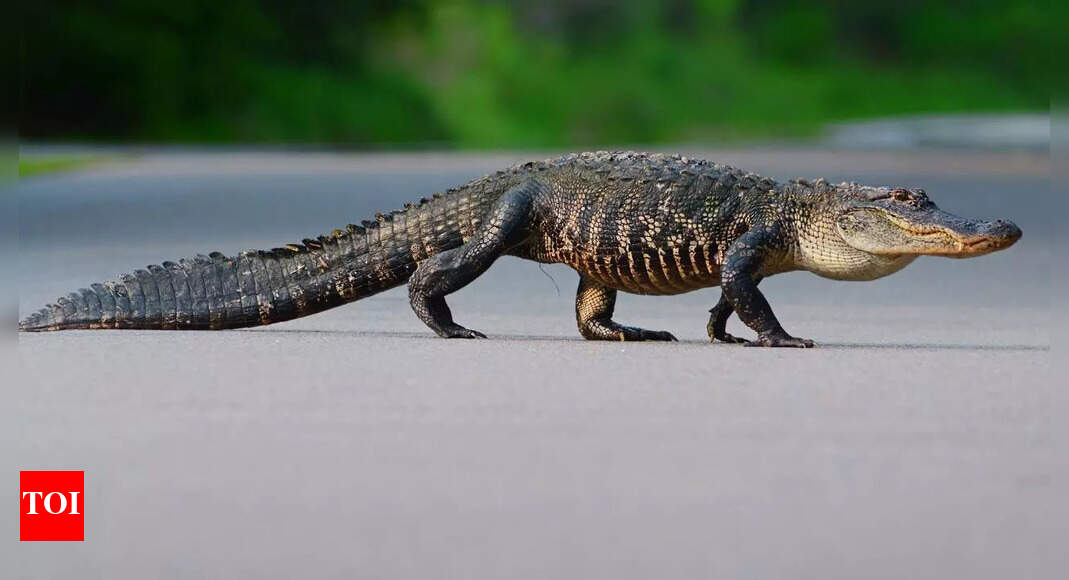 American alligator: Explore the traits, behaviour, diet, and more of ...