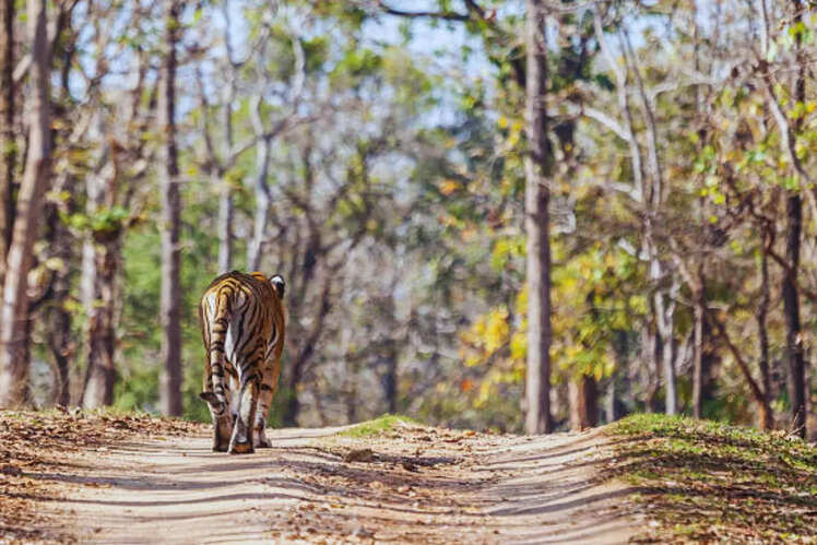6 national parks in Madhya Pradesh you should make plans for right now ...