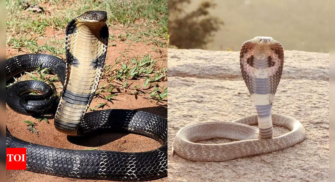 King cobra vs Indian cobra: Know the key differences and who would win ...
