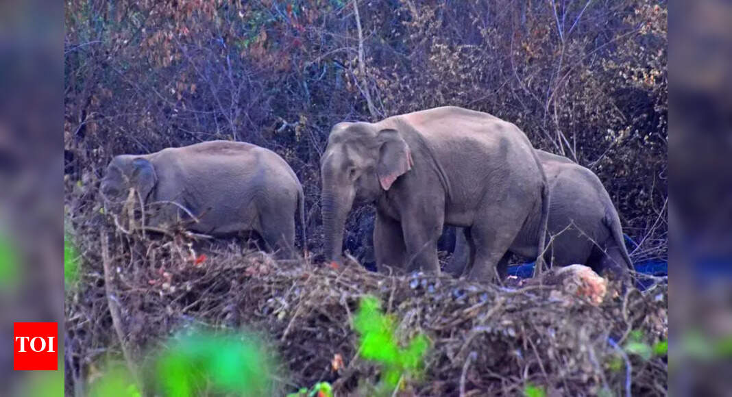 Winter 2024 Census Shows Slight Increase in Odisha Elephant Population ...