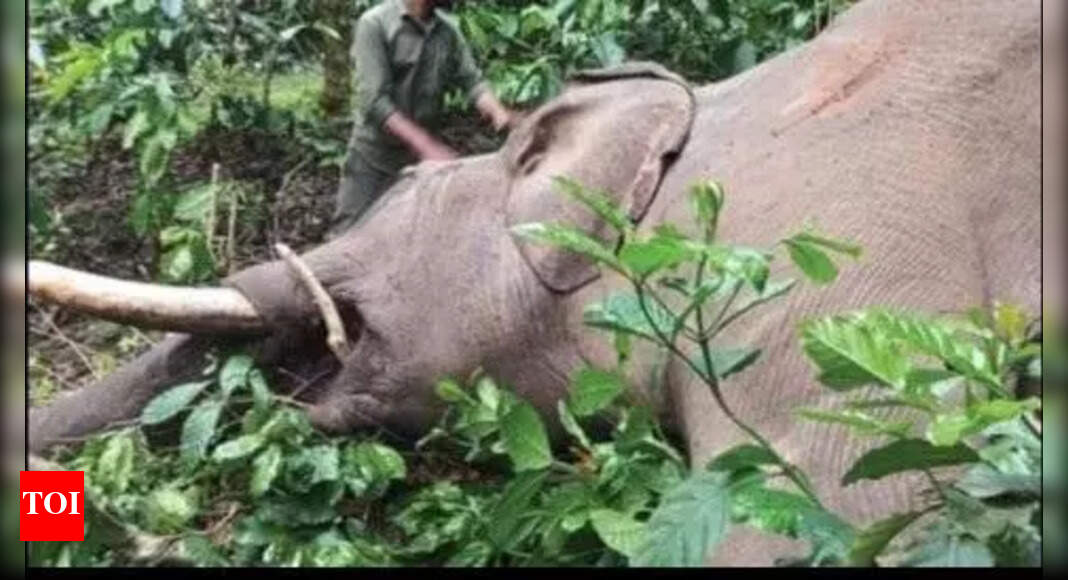 Escalating Human-Elephant Conflicts in Chikkamagaluru: A Growing ...