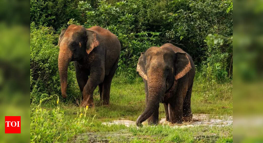 Groundbreaking Wildlife Conservation Initiative for Asian Elephants in ...