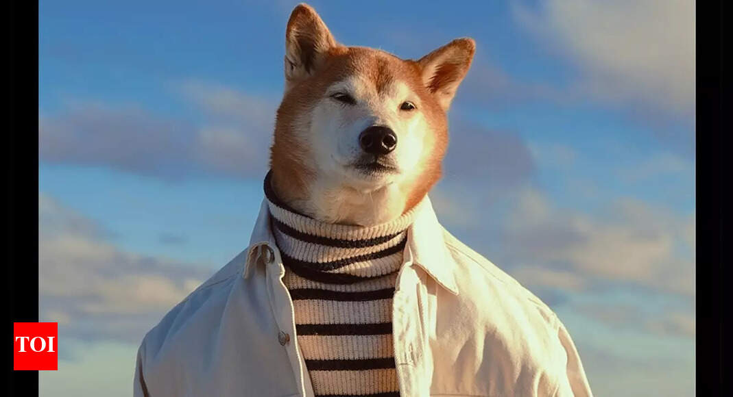 RIP Menswear Dog: Bodhi, the viral dog is no more; all you want to know ...