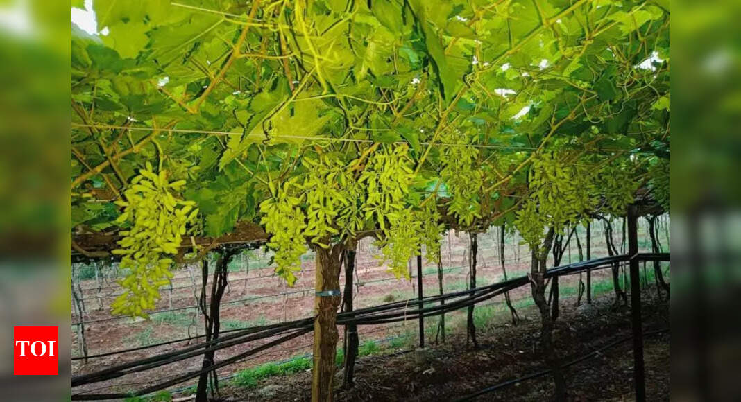 Grape Growers Combat Cold with Water Strategy in Nashik | Nashik News ...