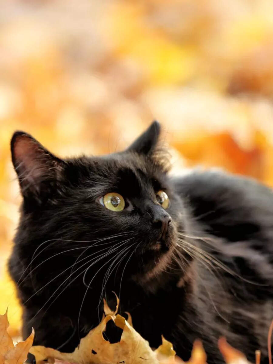 8 most beautiful black animals in the wild | Times of India