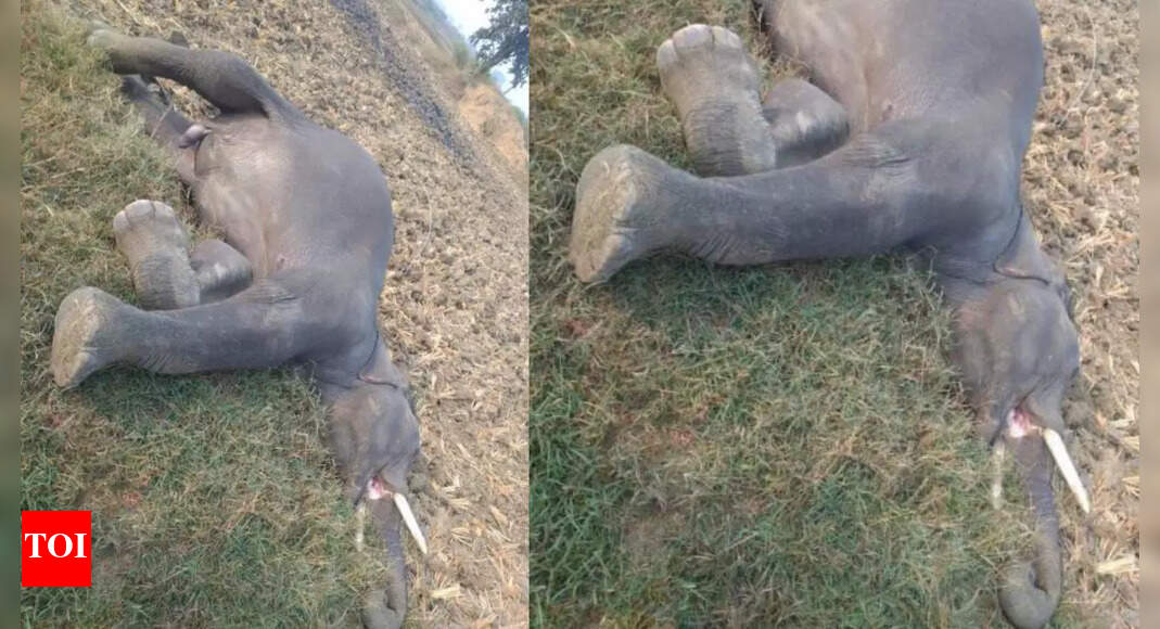 Maihar Elephant Death: Tragic Elephant Electrocution Highlights ...