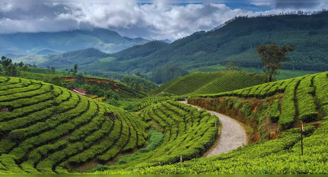 Munnar: 5 things that will make you fall in love with Munnar instantly ...