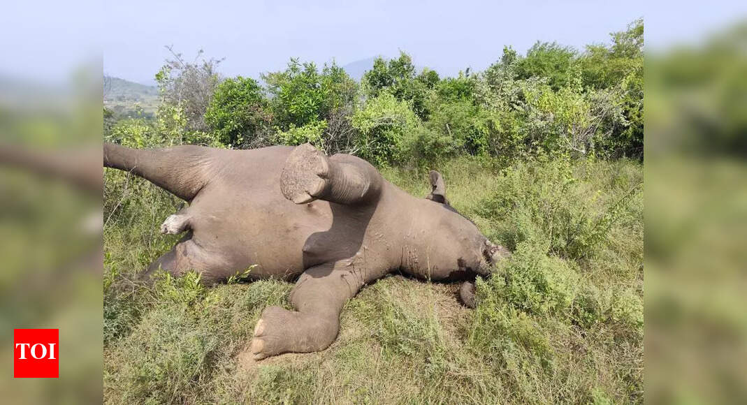 Tragic Death of Female Elephant from Suspected Anthrax in Bandipur ...