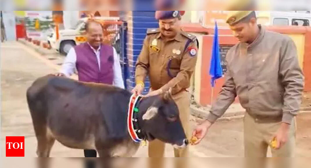 Innovative Jail Inmates Create Reflective Collars to Prevent Cow ...