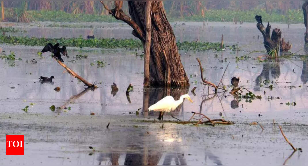 Explore Nature and Birds at Vihang Utsav 2024 in Lucknow | Lucknow News ...