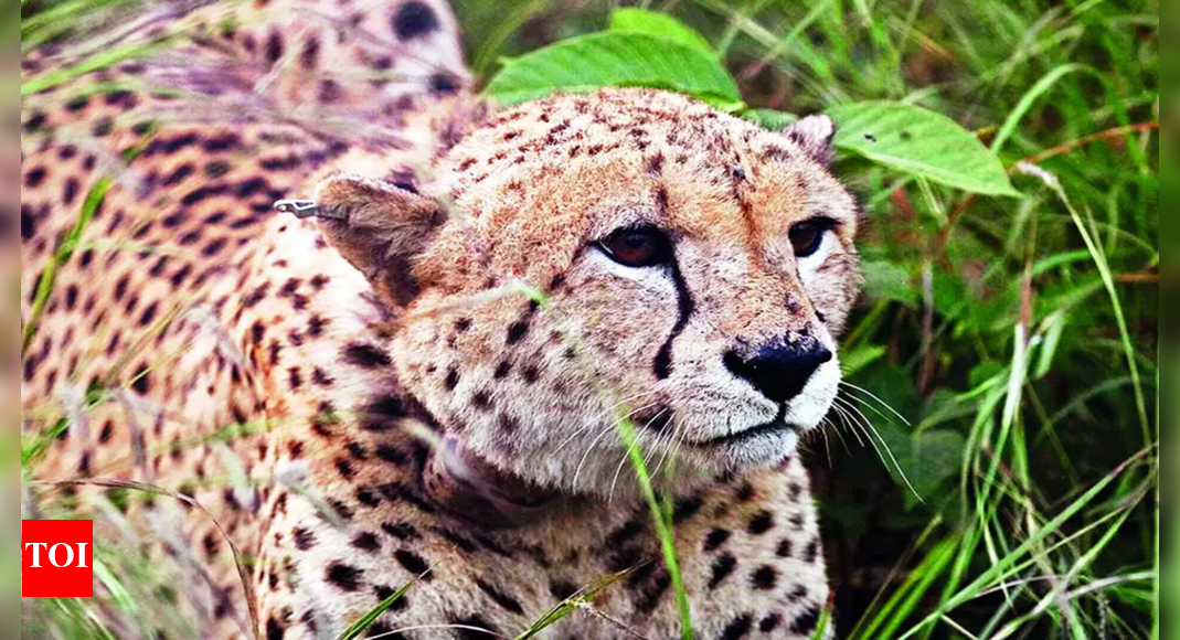 'Confused' cheetah mom may have killed cubs in Kuno National Park ...