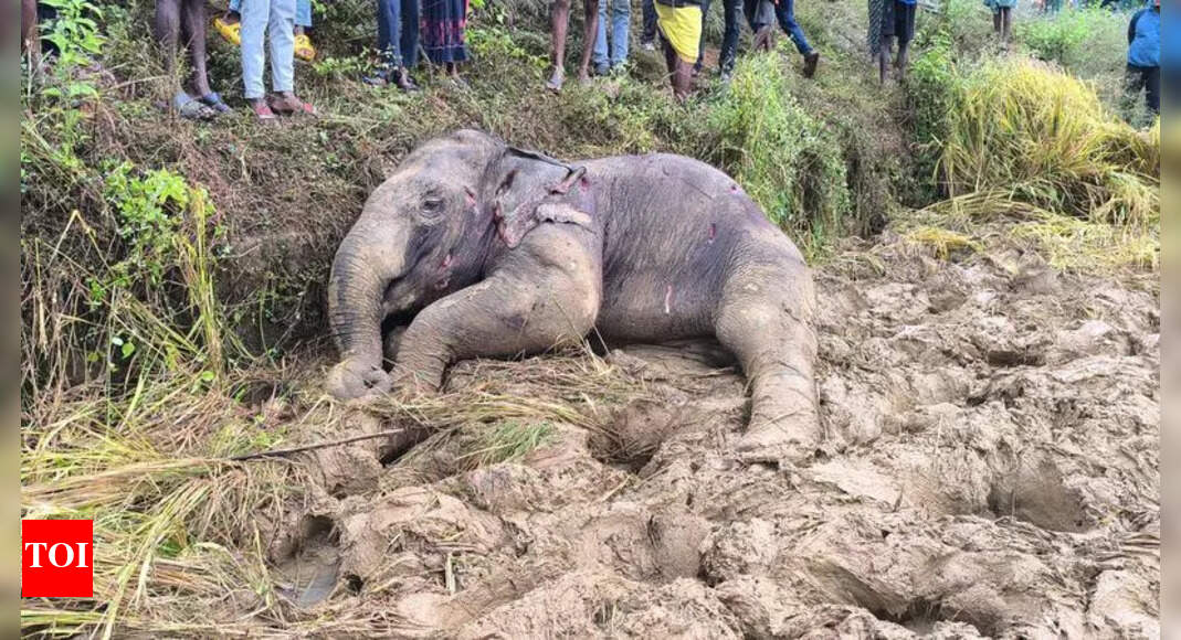 Tragic Infighting: Female Elephant Killed Amid Herd Conflict in ...