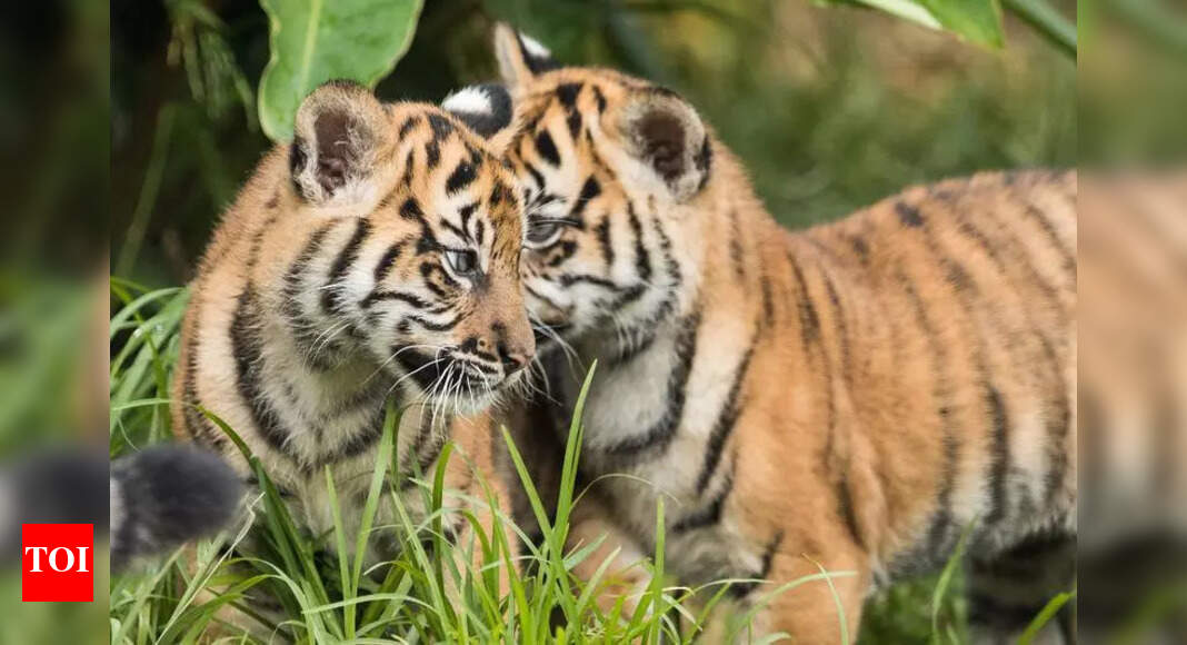 Groundbreaking Approval for Rajasthan's First Tiger Cubs Rewilding ...