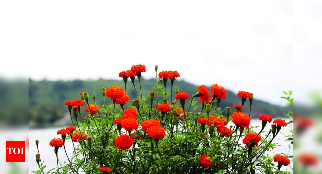 Cultivation boom: Marigold production soars by 30 tonnes | Goa News ...