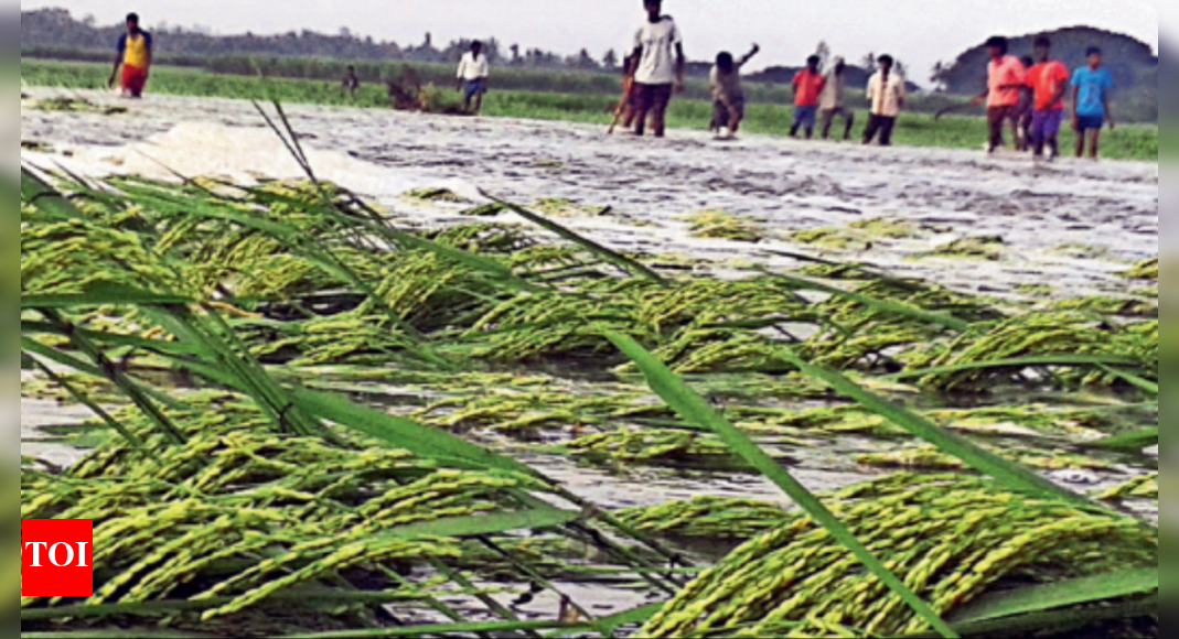 Cyclone Fengal Andhra Pradesh: Widespread Crop Damage Across Seven ...