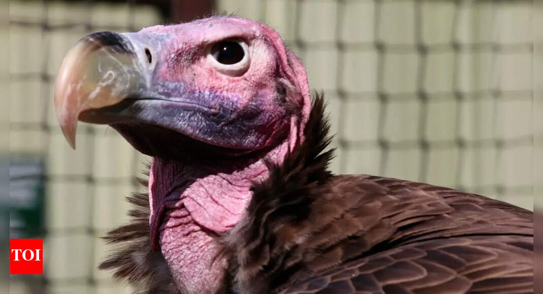 5 largest vulture species and what makes them unique - The Times of India