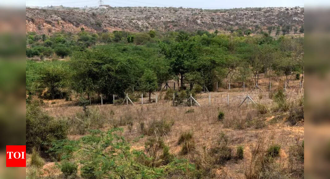 India Unveils Aravali Green Wall Project at UN Climate Conference in ...