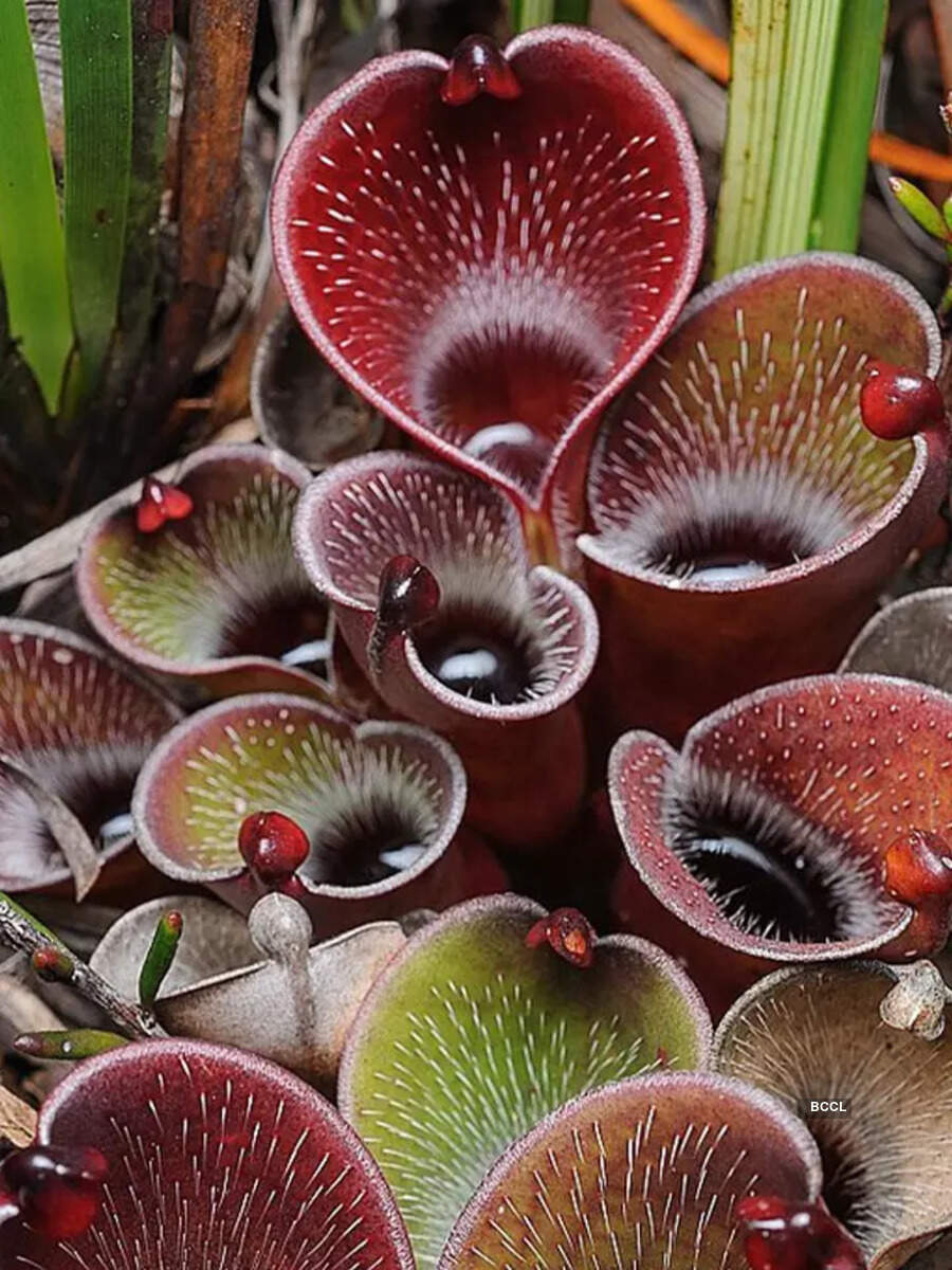 10 carnivorous plants that feed on living prey | Times of India