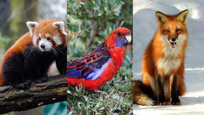 Discover 10 stunning red animals around the world | - Times of India