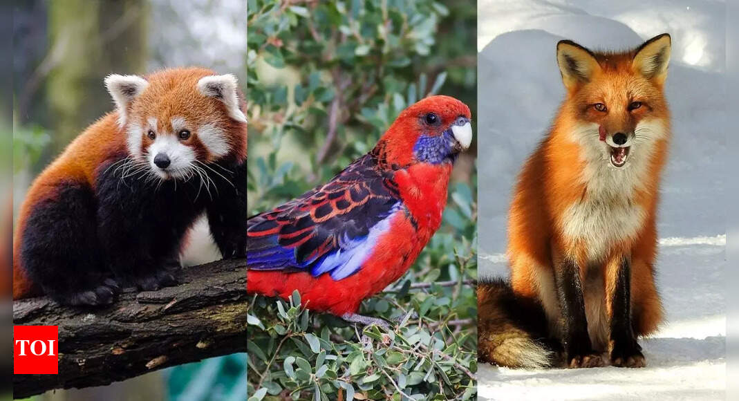Discover 10 stunning red animals around the world | - Times of India