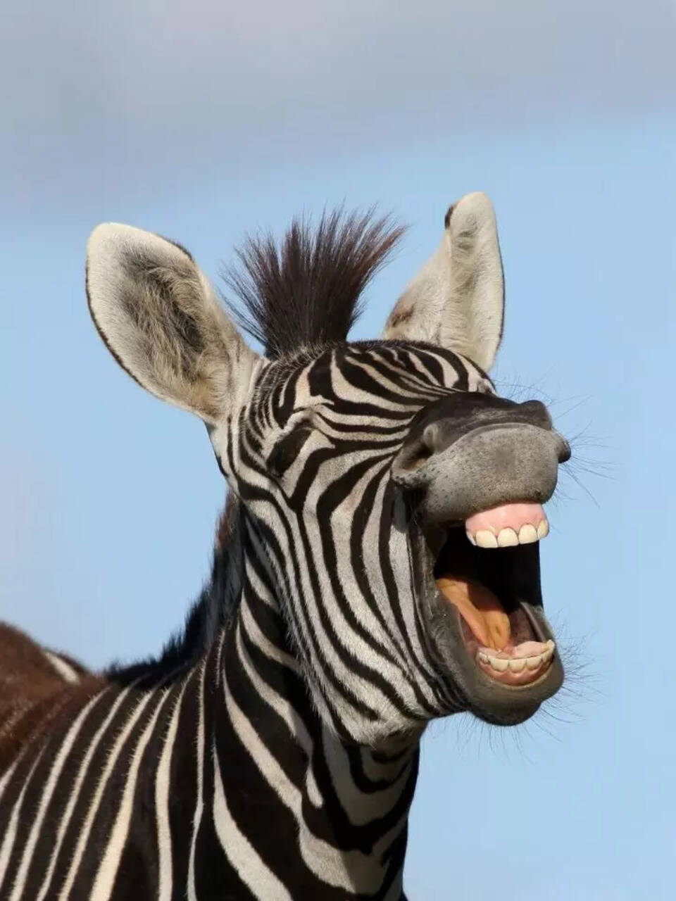 Laughing Animal