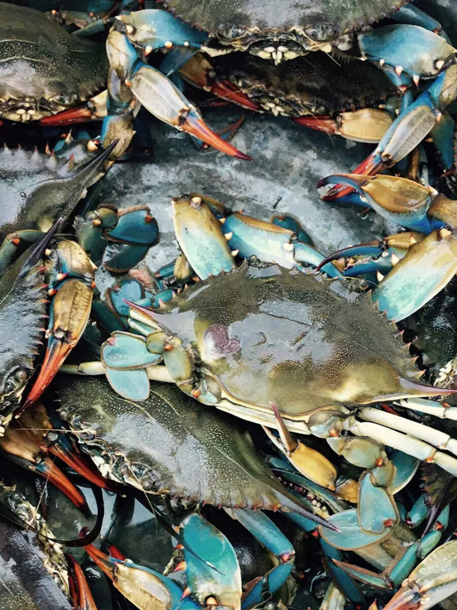 10 animals that have an outer body shell | Times of India