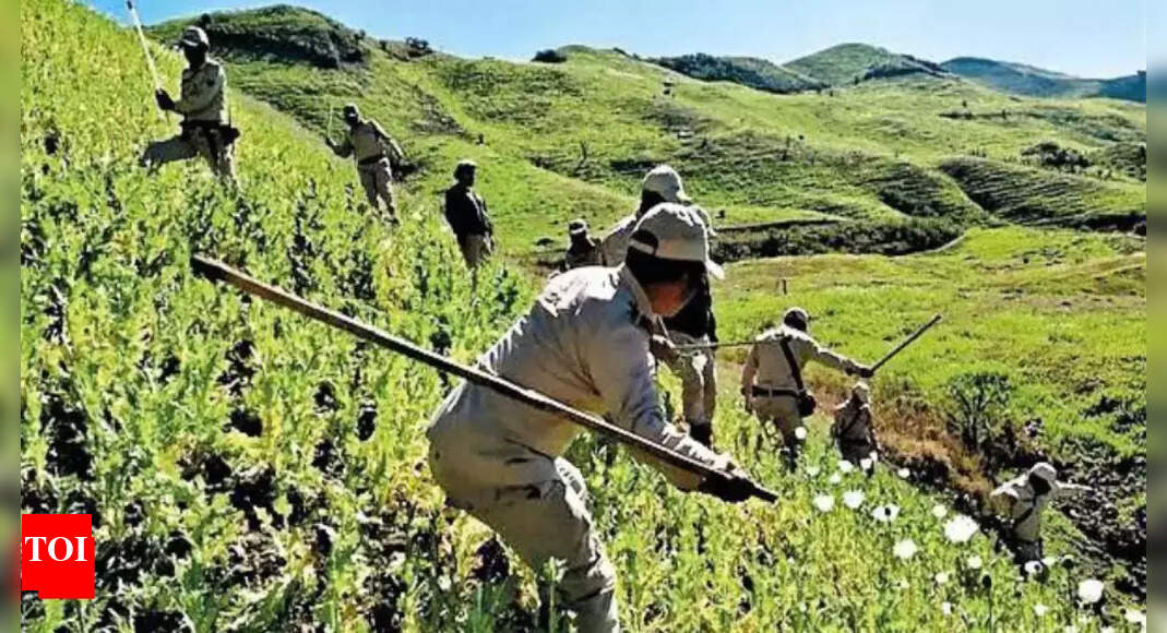 Satellite Imagery Reveals Ongoing Poppy Cultivation in Manipur Despite ...