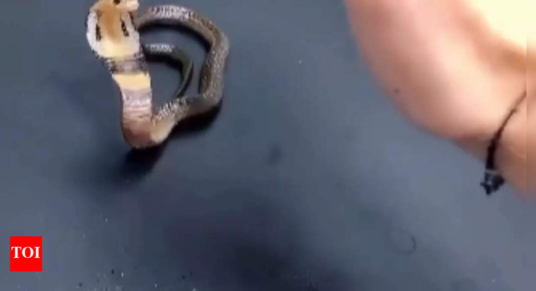 ‘So cute but deadly’: Man petting baby cobra sparks awe and safety ...