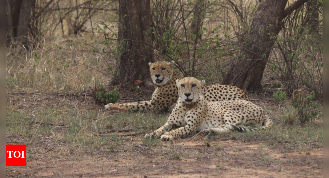 India celebrates International Cheetah Day with the release of two male ...