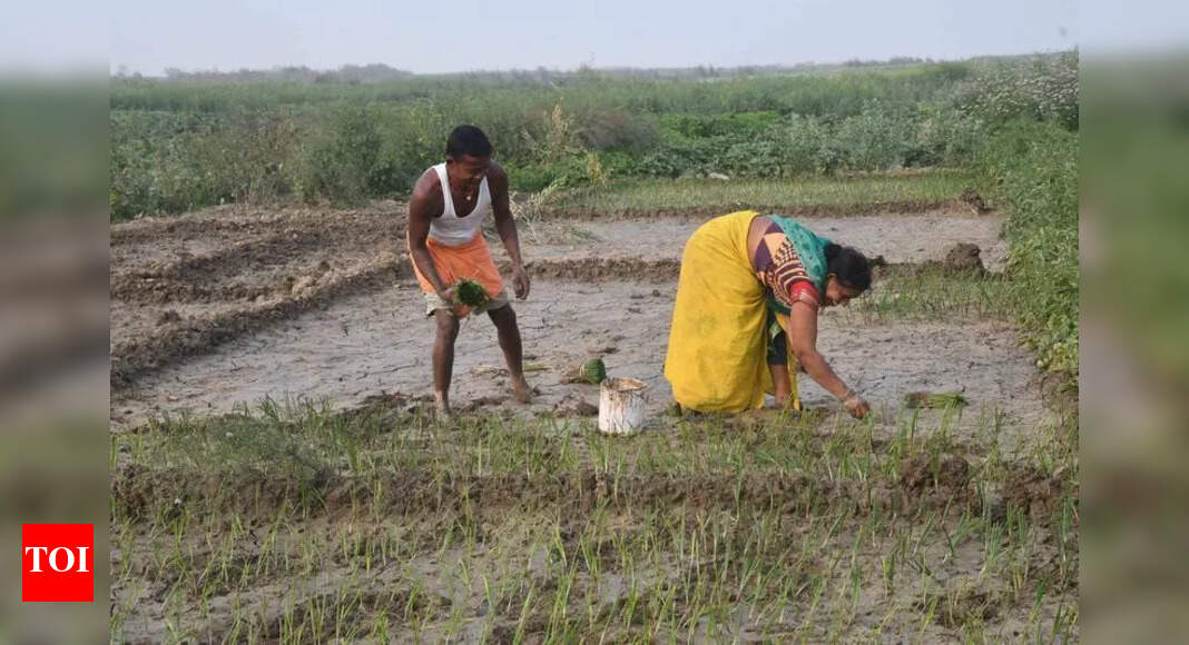 Bihar's Soaring Soil Degradation: A Crisis for Farmers and Agriculture ...