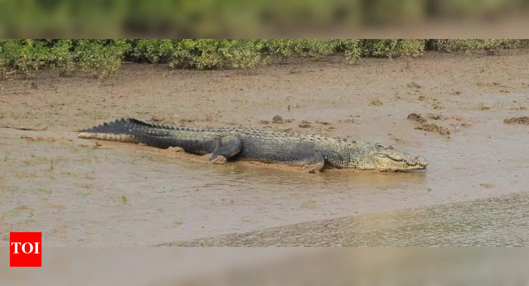62-Year-Old Man Fights Off Crocodile in Bhitarkanika National Park - A ...