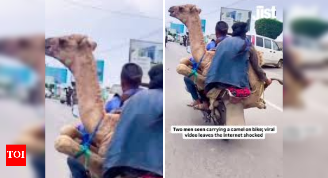 Camel transported cruelly on a motorcycle, viral video sparks outrage ...
