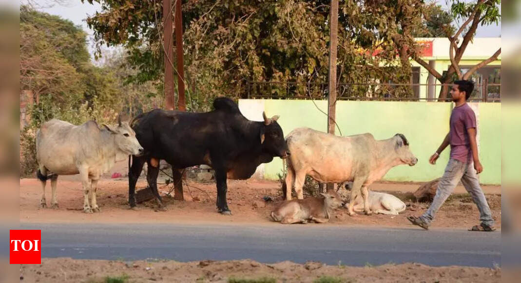 Uttarakhand's Initiative to Tag 20,000 Stray Cattle for Enhanced ...