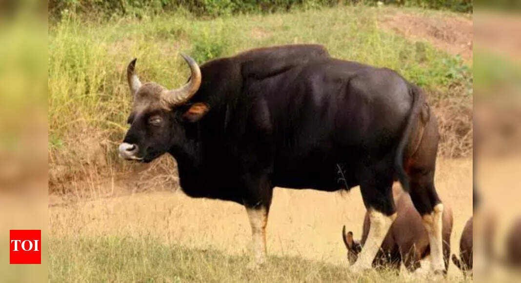 Woodcutter Killed in Gaur Attack in Kolhapur: A Tragic Incident ...