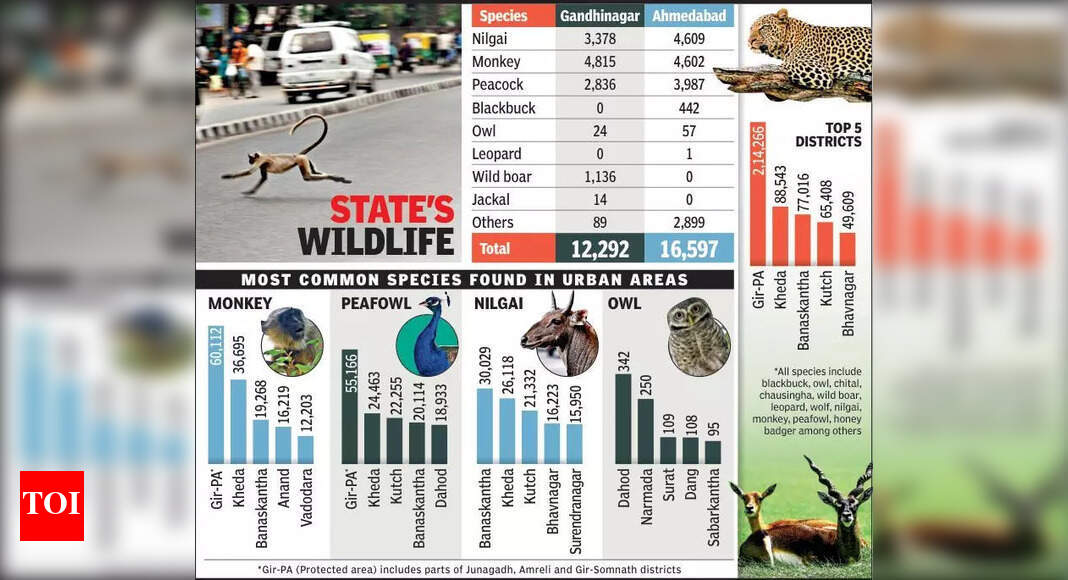 Monkey Population in Ahmedabad Soars, Raising Human-Animal Conflict ...