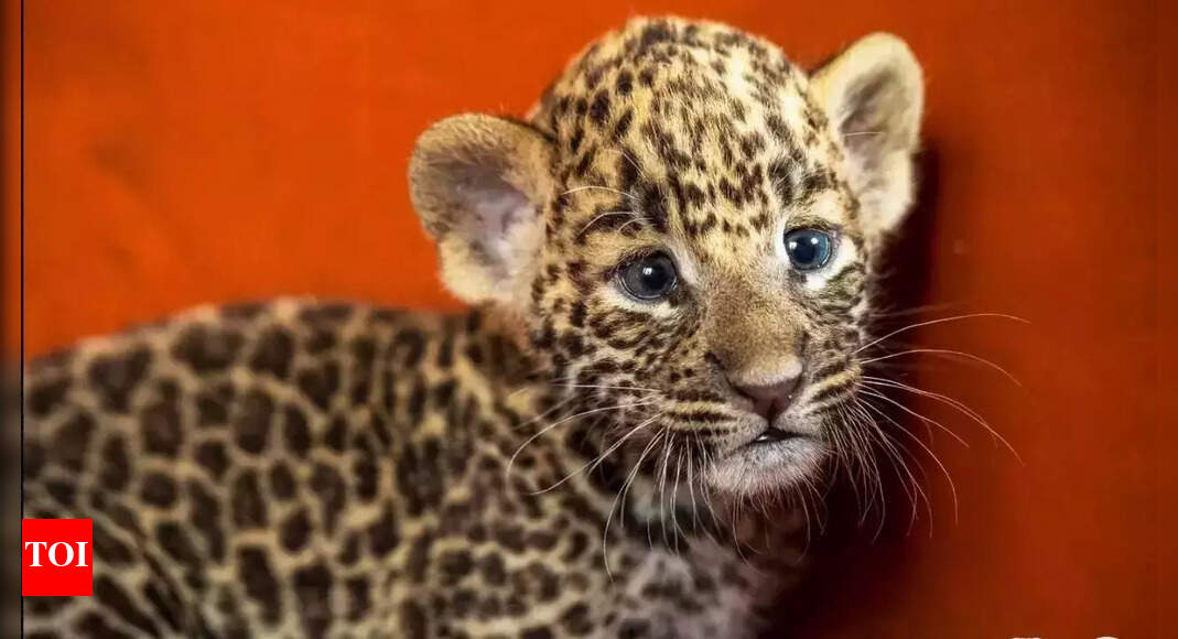 7-month-old male leopard cub dies after being struck by vehicle ...