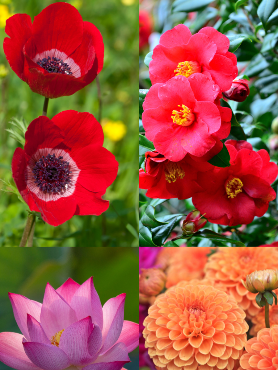 10 Beautiful Flowers With Multiple Petals | Times Now