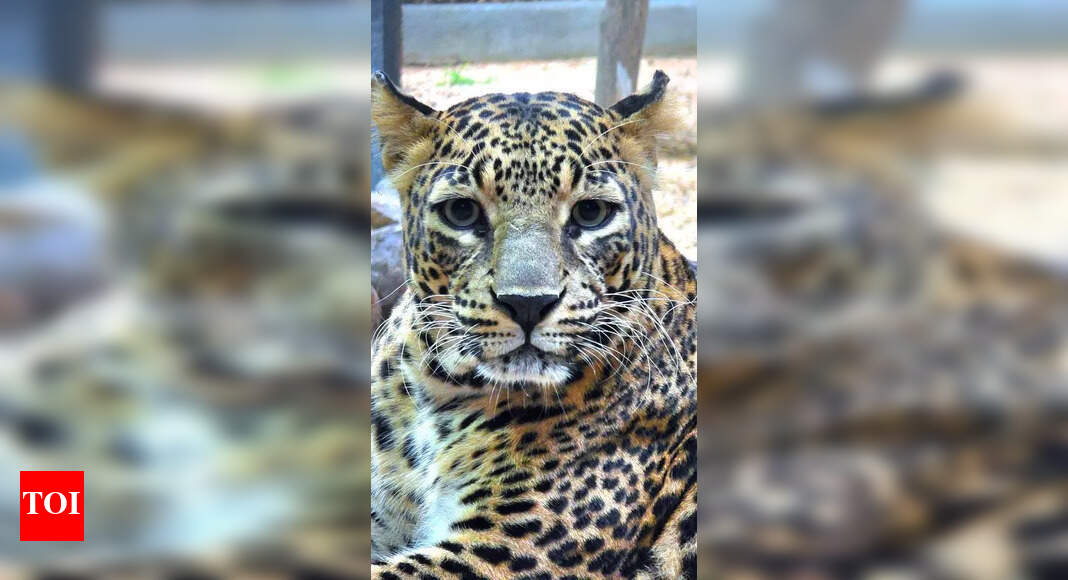 Tragic Loss: Female Leopard Rani Dies from Uterus Infection at ...