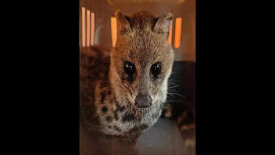 Rare Indian Small Civet Found Mauled by Stray Dogs in Dhanauri | Noida ...