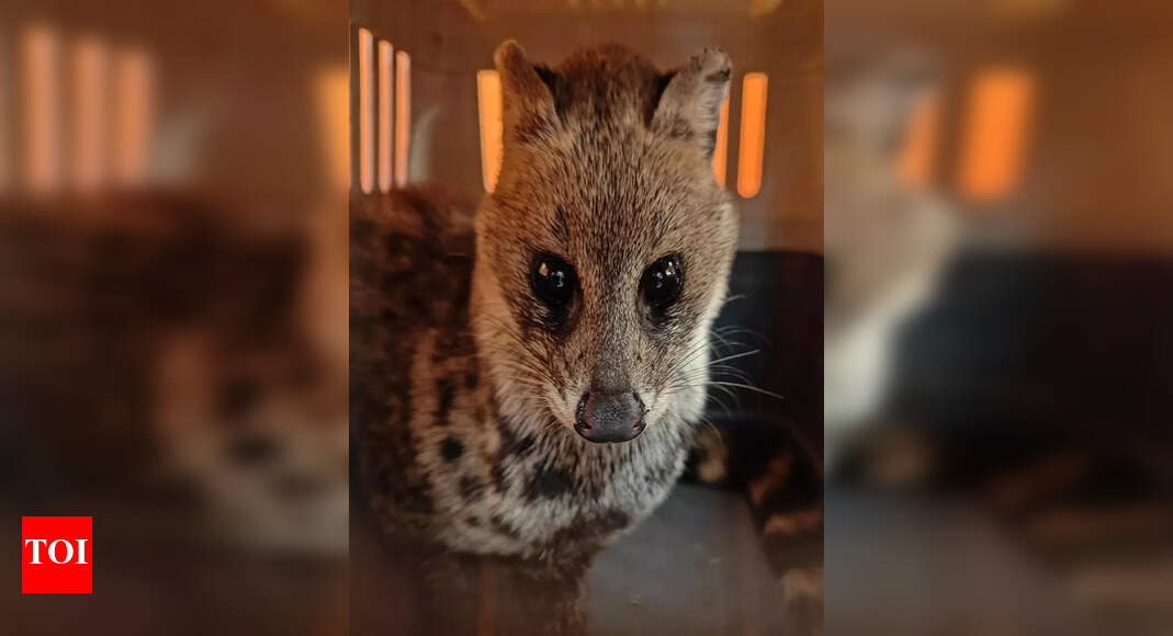 Rare Indian Small Civet Found Mauled by Stray Dogs in Dhanauri | Noida ...